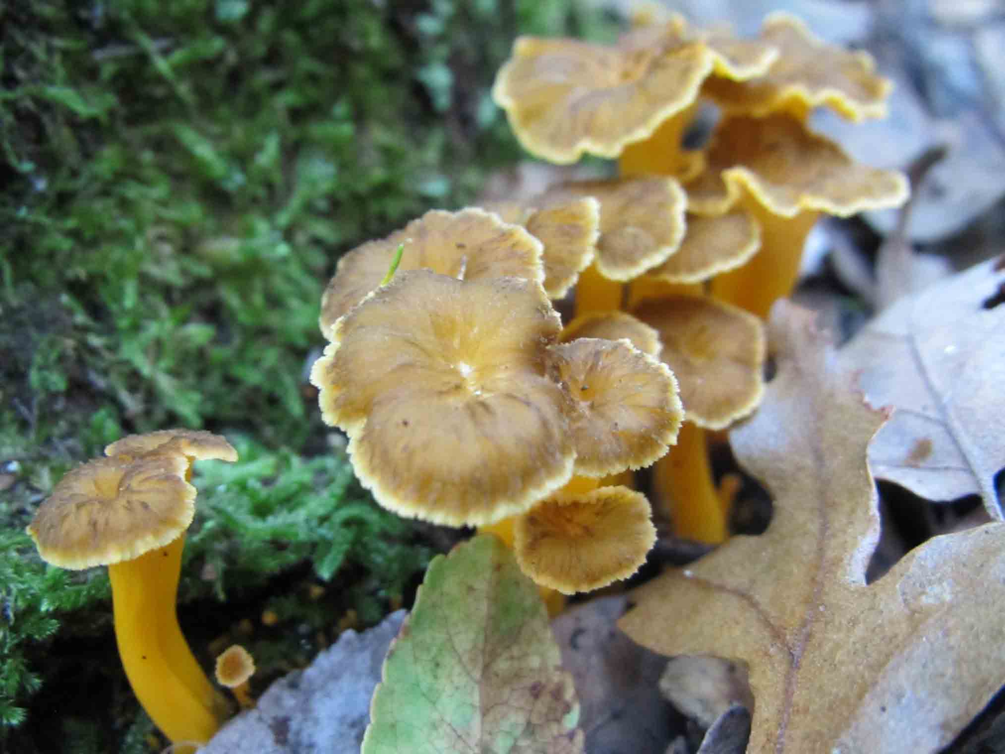 Cantharellus ? , Natura Mediterraneo | Forum Naturalistico