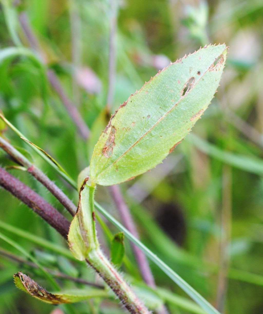 Ononis????? , Natura Mediterraneo | Forum Naturalistico