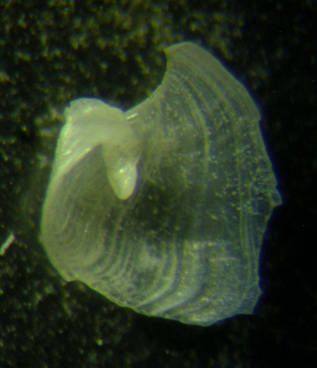 Philinidae o altro? , Natura Mediterraneo | Forum Naturalistico