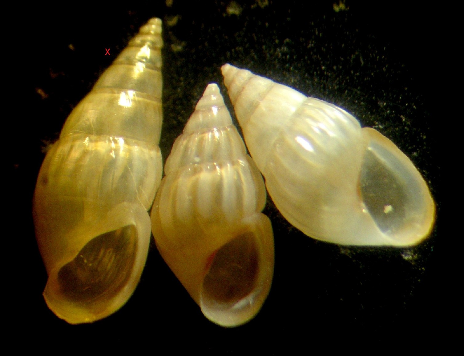 Rissoa labiosa? , Natura Mediterraneo | Forum Naturalistico