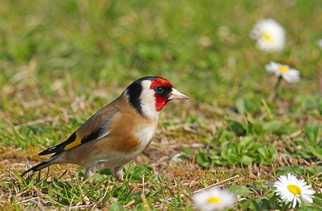 cardellini , Natura Mediterraneo | Forum Naturalistico