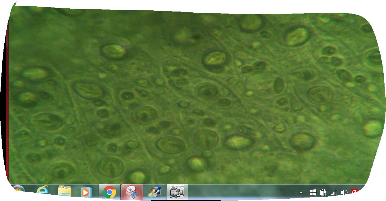 idra acqua dolce , Natura Mediterraneo | Forum Naturalistico