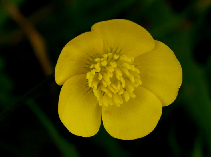 una graziosa piantina in giallo - Ranunculus cfr. neapolitanus , Natura ...