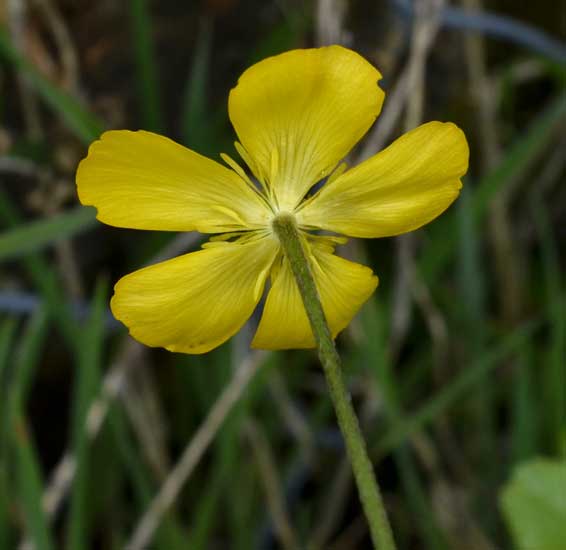 una graziosa piantina in giallo - Ranunculus cfr. neapolitanus , Natura ...