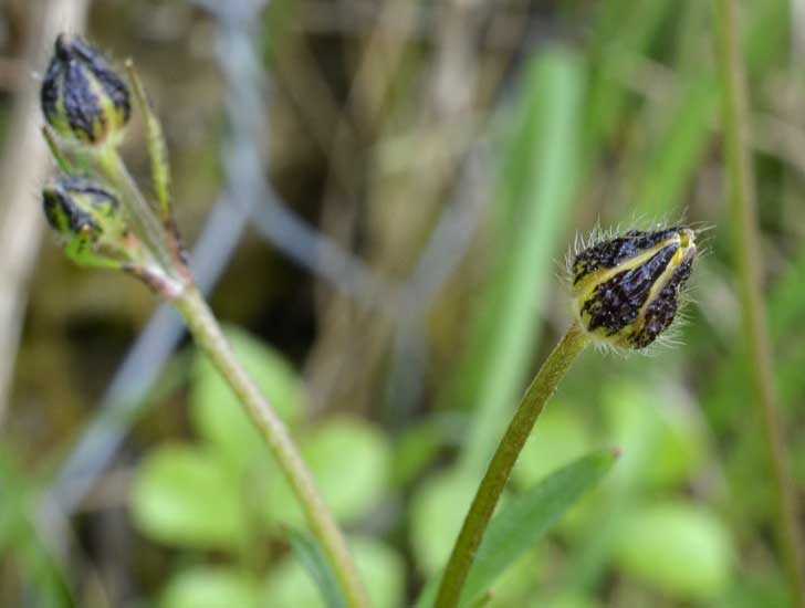 una graziosa piantina in giallo - Ranunculus cfr. neapolitanus , Natura ...