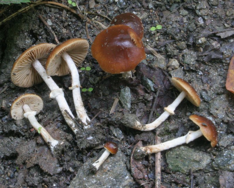 Conocybe/Pholiotina....vero quiz... , Natura Mediterraneo | Forum ...