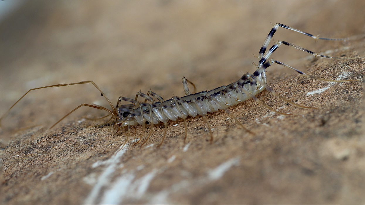 Scutigera sp.? Sì ! , Natura Mediterraneo | Forum Naturalistico