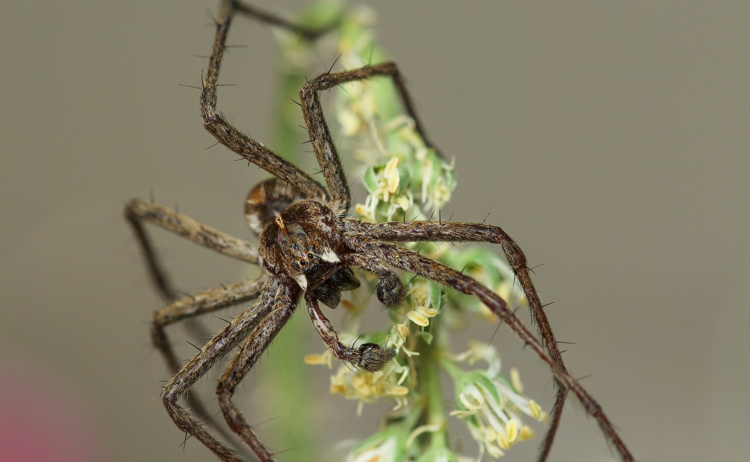 Pisaura sp., maschio - Gargano (FG) , Natura Mediterraneo | Forum ...