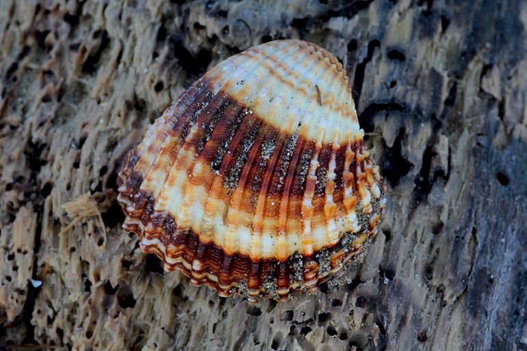 mollusco 1 , Natura Mediterraneo | Forum Naturalistico