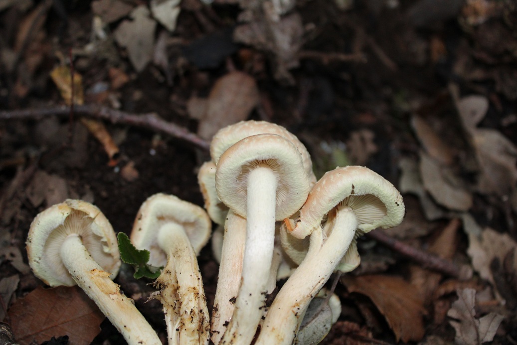 famigliola di funghi , Natura Mediterraneo | Forum Naturalistico