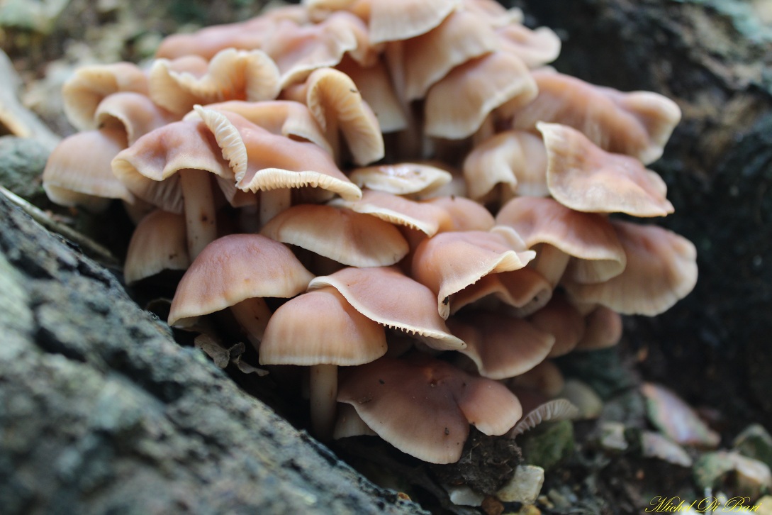Famigliola di funghi da Id , Natura Mediterraneo | Forum Naturalistico