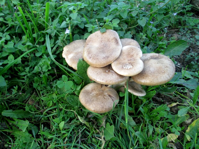 gruppo di funghetti , Natura Mediterraneo | Forum Naturalistico