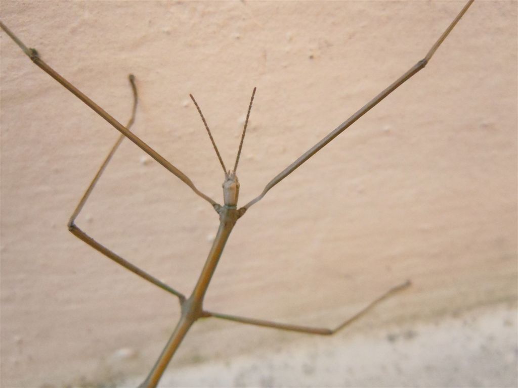 Insetto stecco! , Natura Mediterraneo | Forum Naturalistico