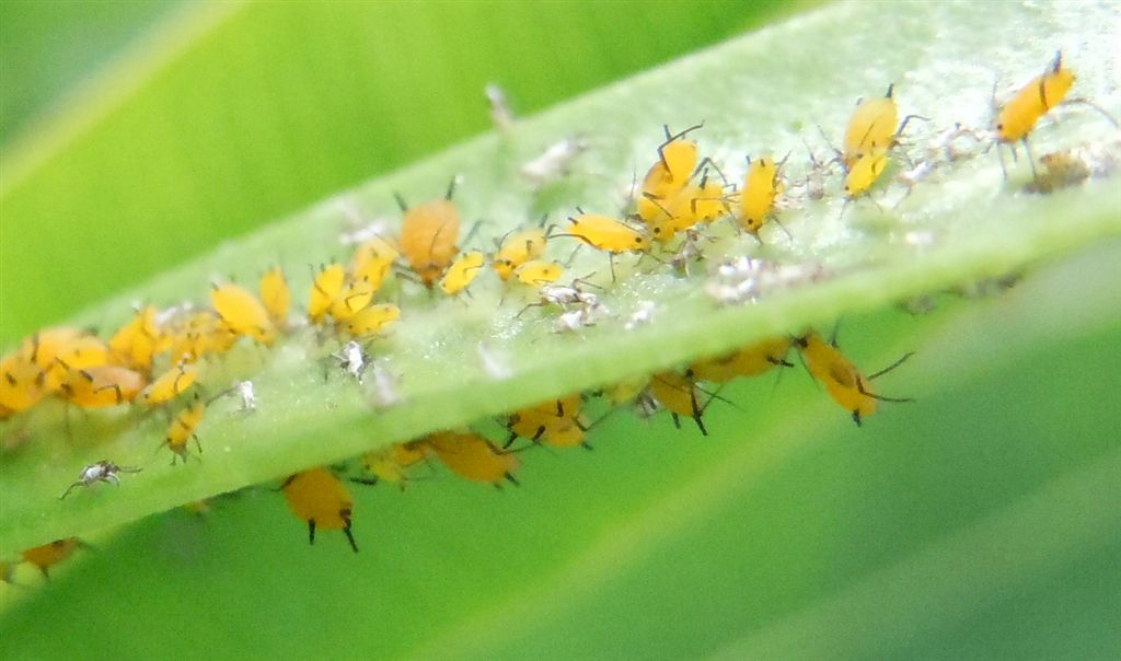 Aphis nerii e predatori al seguito , Natura Mediterraneo | Forum ...