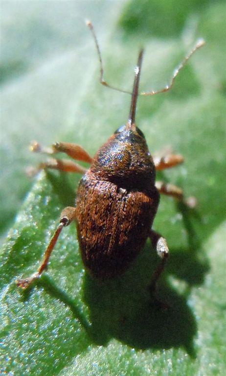 Balaninus nucum? , Natura Mediterraneo | Forum Naturalistico