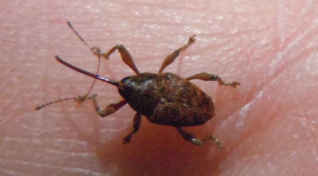 Balaninus nucum? , Natura Mediterraneo | Forum Naturalistico