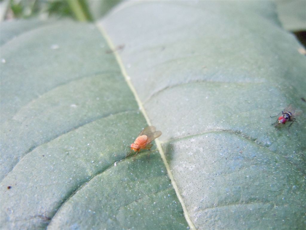 Mosca rossa , Natura Mediterraneo | Forum Naturalistico