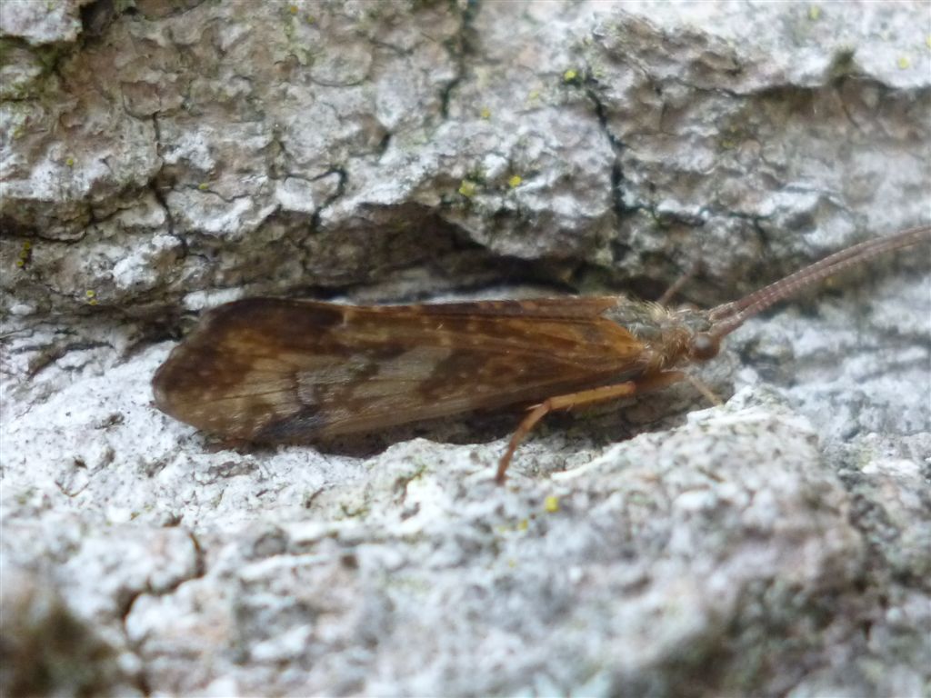 Il mio primo tricottero: Limnephilus rhombicus? , Natura Mediterraneo ...
