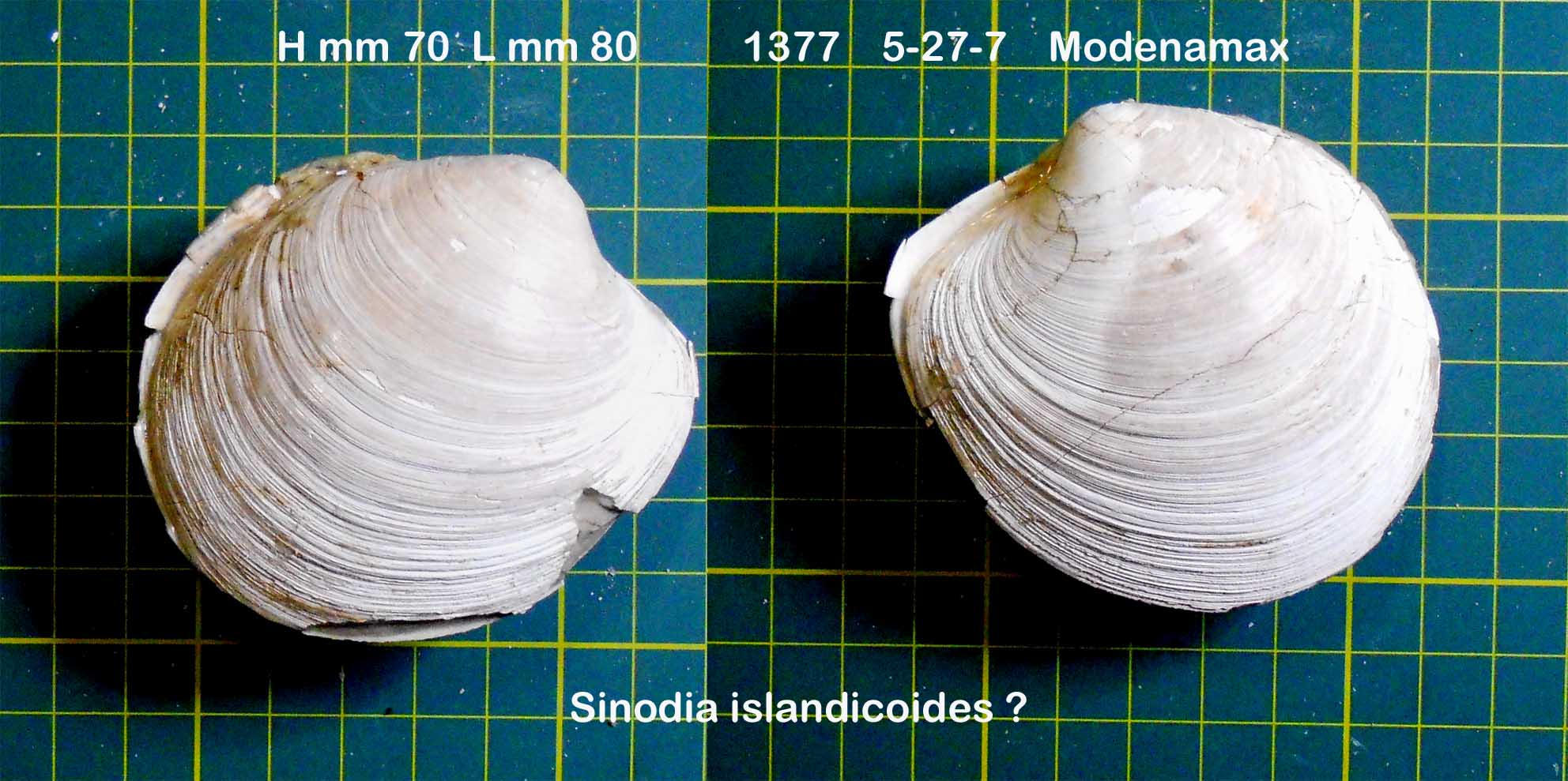 Sinodia islandicoides? , Natura Mediterraneo | Forum Naturalistico
