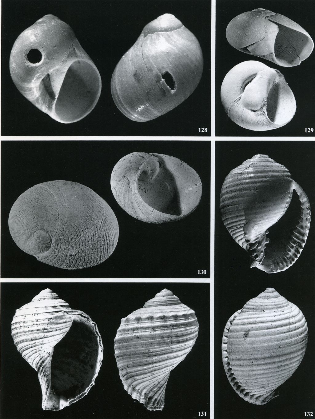 Piccolo gasteropode , Natura Mediterraneo | Forum Naturalistico