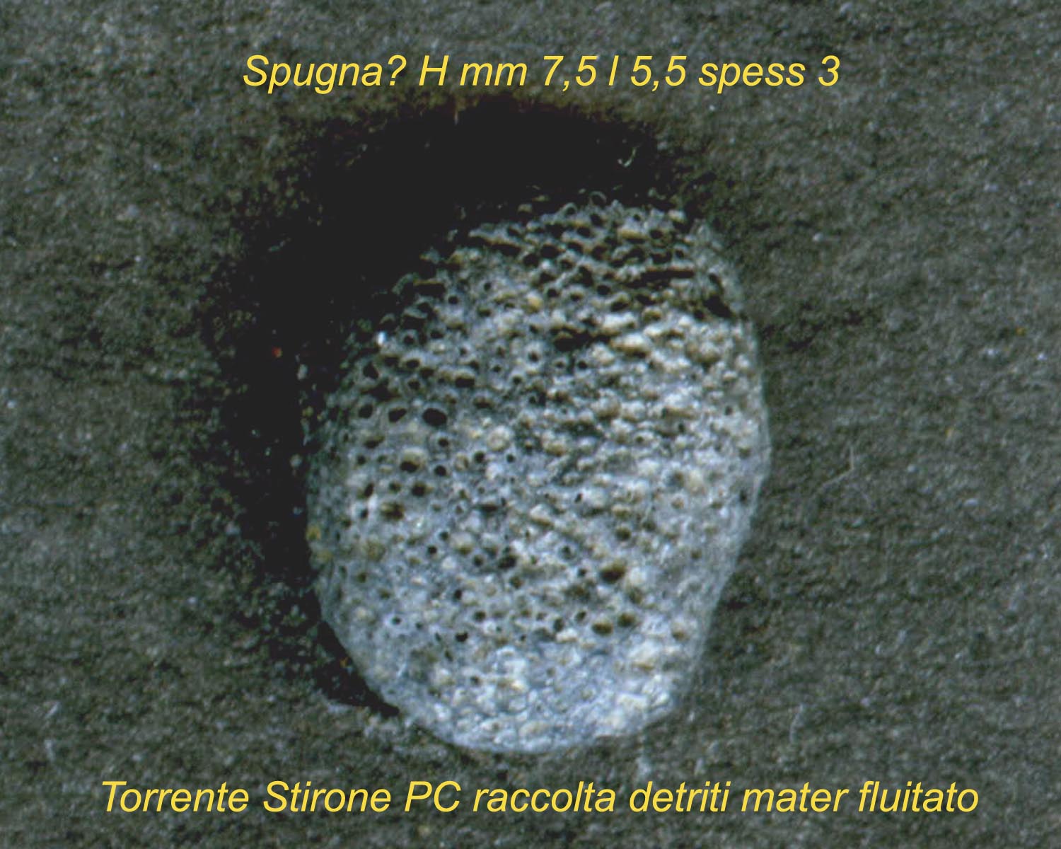 Spugna? , Natura Mediterraneo | Forum Naturalistico