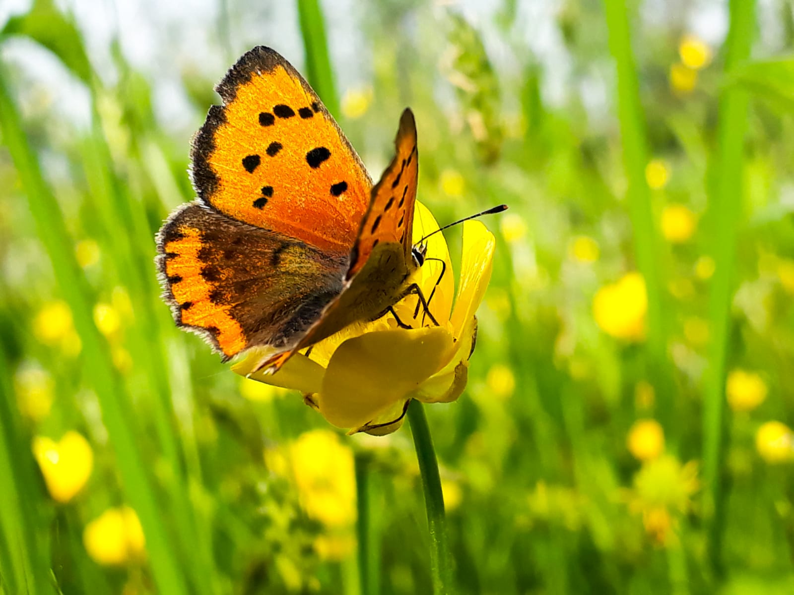 Lycaena dispar? No, Lycaena phlaeas, maschio , Natura Mediterraneo ...