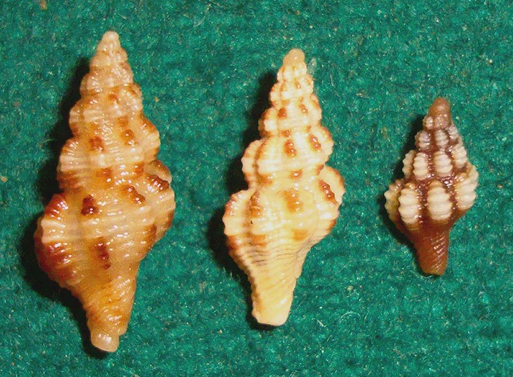 Fusinus da identificare , Natura Mediterraneo | Forum Naturalistico