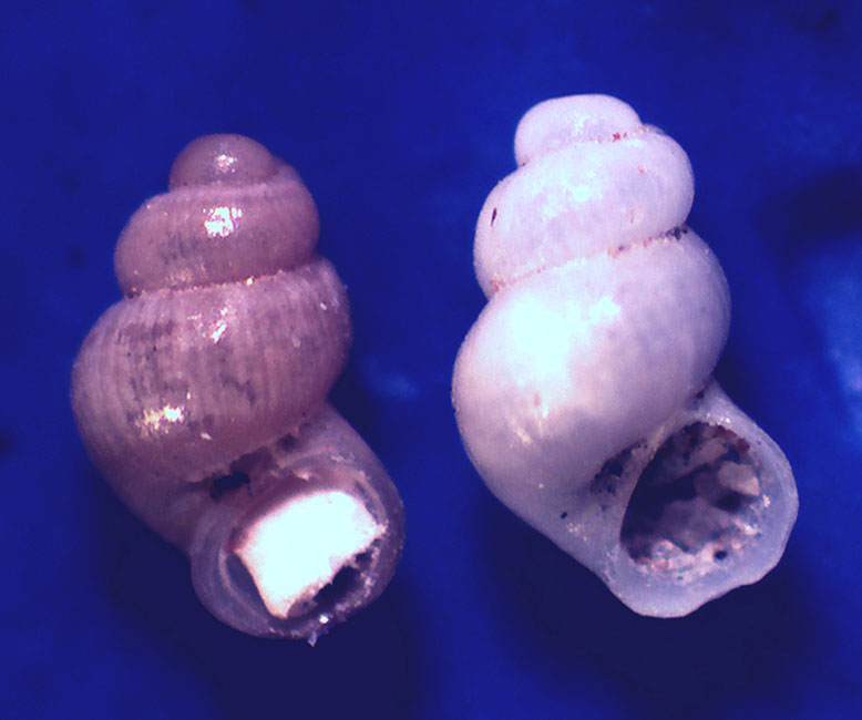 Nodulus da identificare , Natura Mediterraneo | Forum Naturalistico