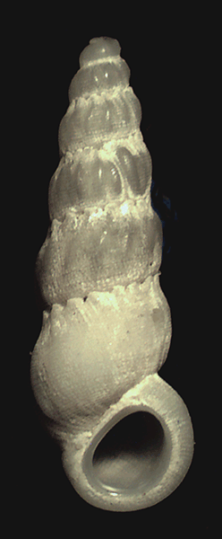 Opalia hellenica? , Natura Mediterraneo | Forum Naturalistico