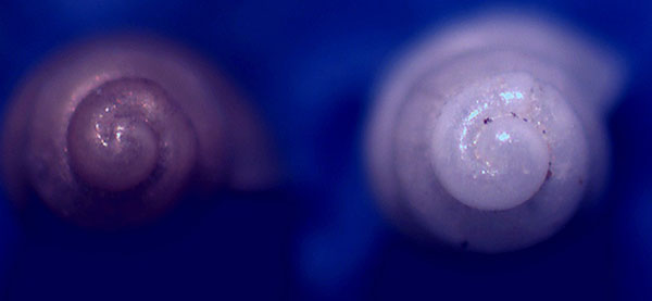 Nodulus da identificare , Natura Mediterraneo | Forum Naturalistico