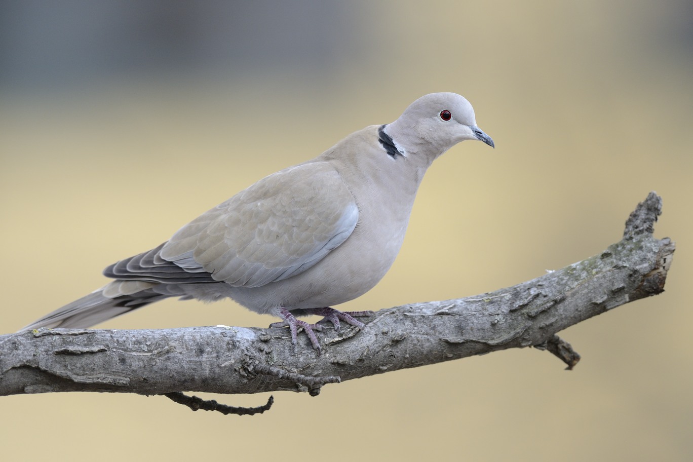 Tortorella , Natura Mediterraneo | Forum Naturalistico