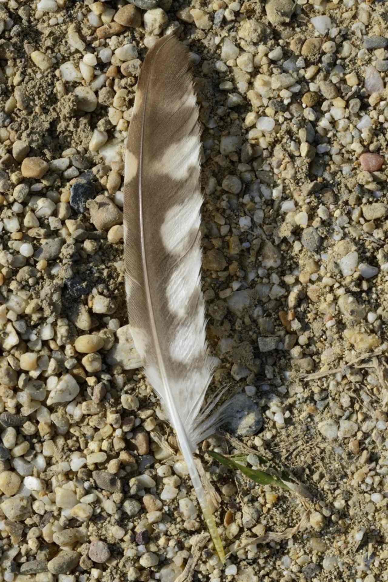 Piuma , Natura Mediterraneo | Forum Naturalistico