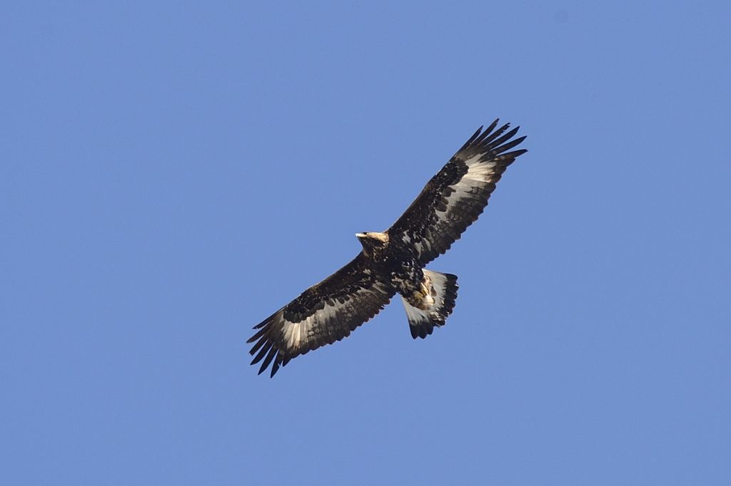 Aquila...reale , Natura Mediterraneo | Forum Naturalistico
