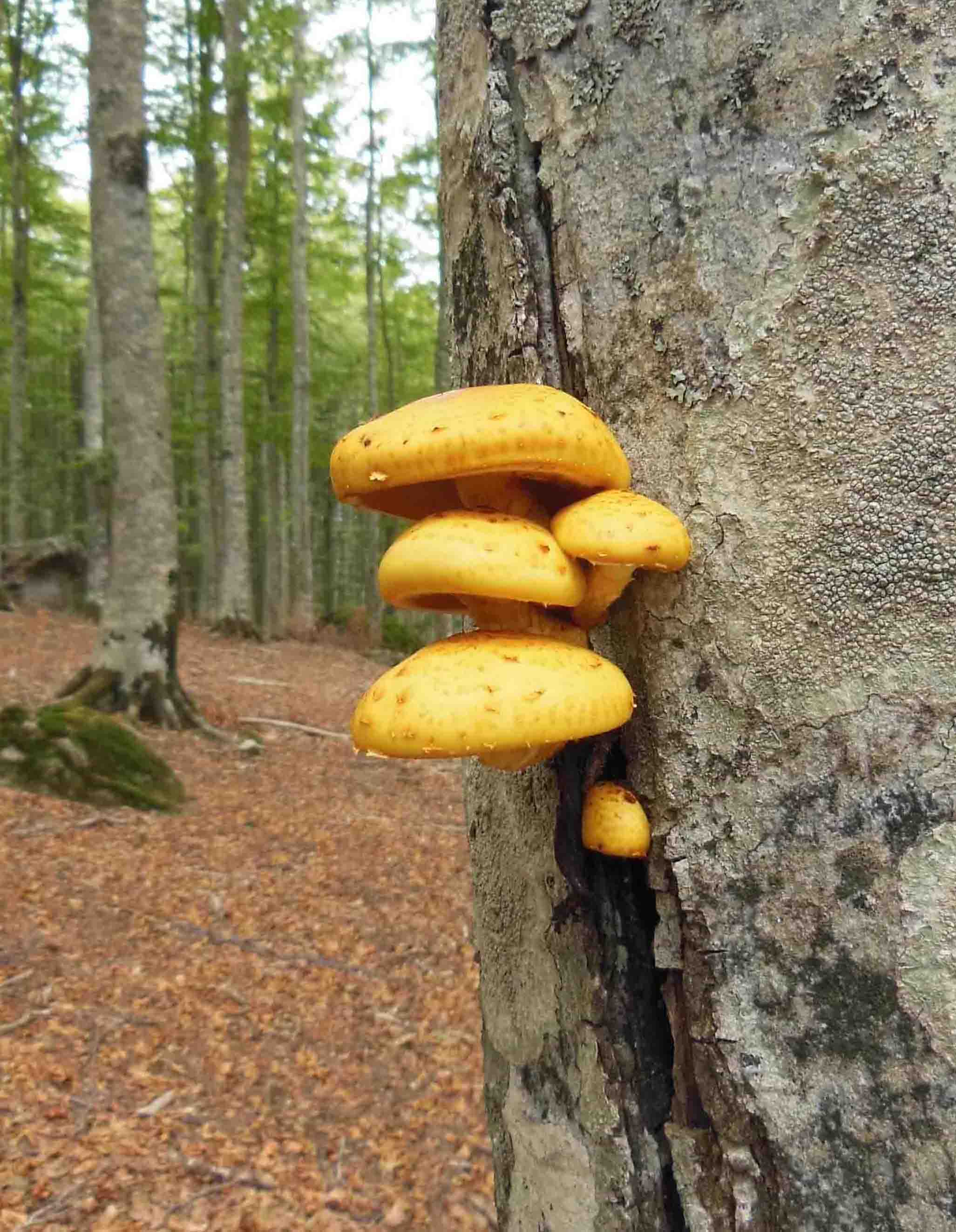 Pholiota? , Natura Mediterraneo | Forum Naturalistico