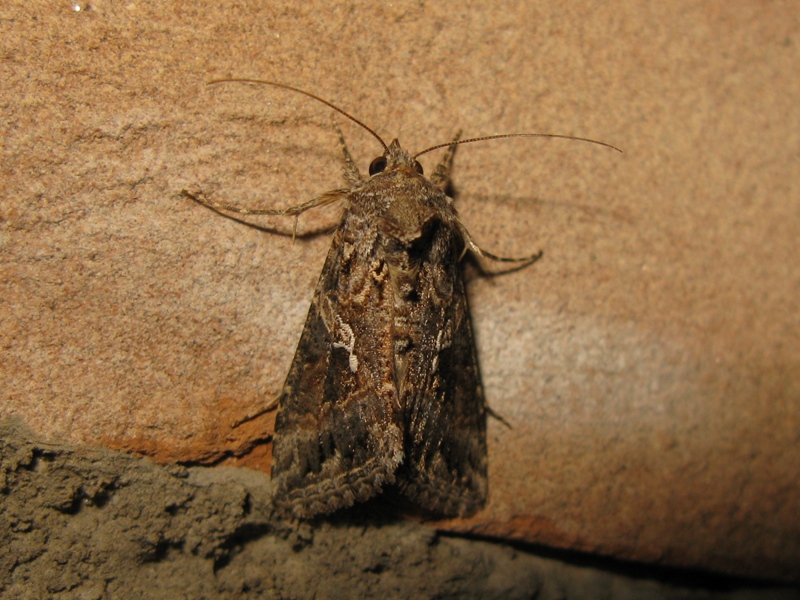 Autographa gamma da confermare? - No, Trichoplusia ni , Natura ...