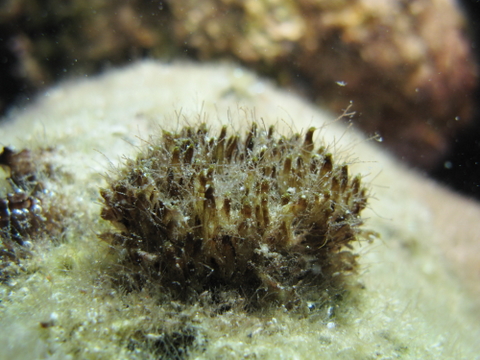 Symploca hydnoides , Natura Mediterraneo | Forum Naturalistico