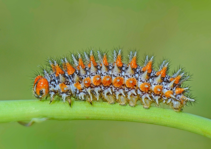 Bruchi da identificare , Natura Mediterraneo | Forum Naturalistico