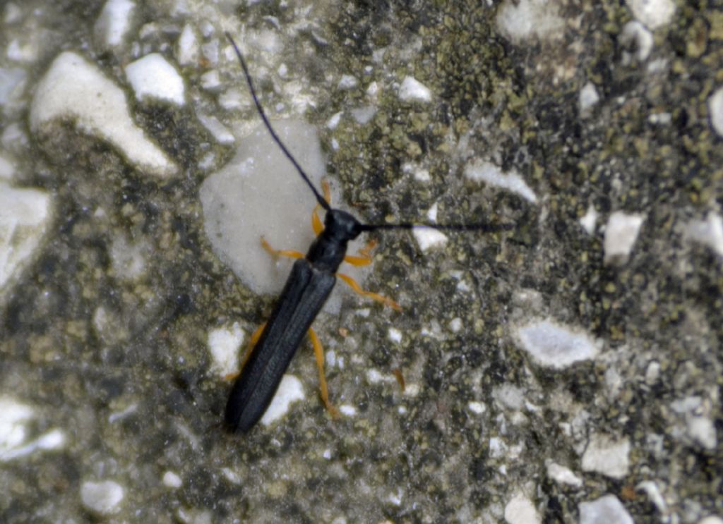 Oberea linearis (Cerambycidae) , Natura Mediterraneo | Forum Naturalistico