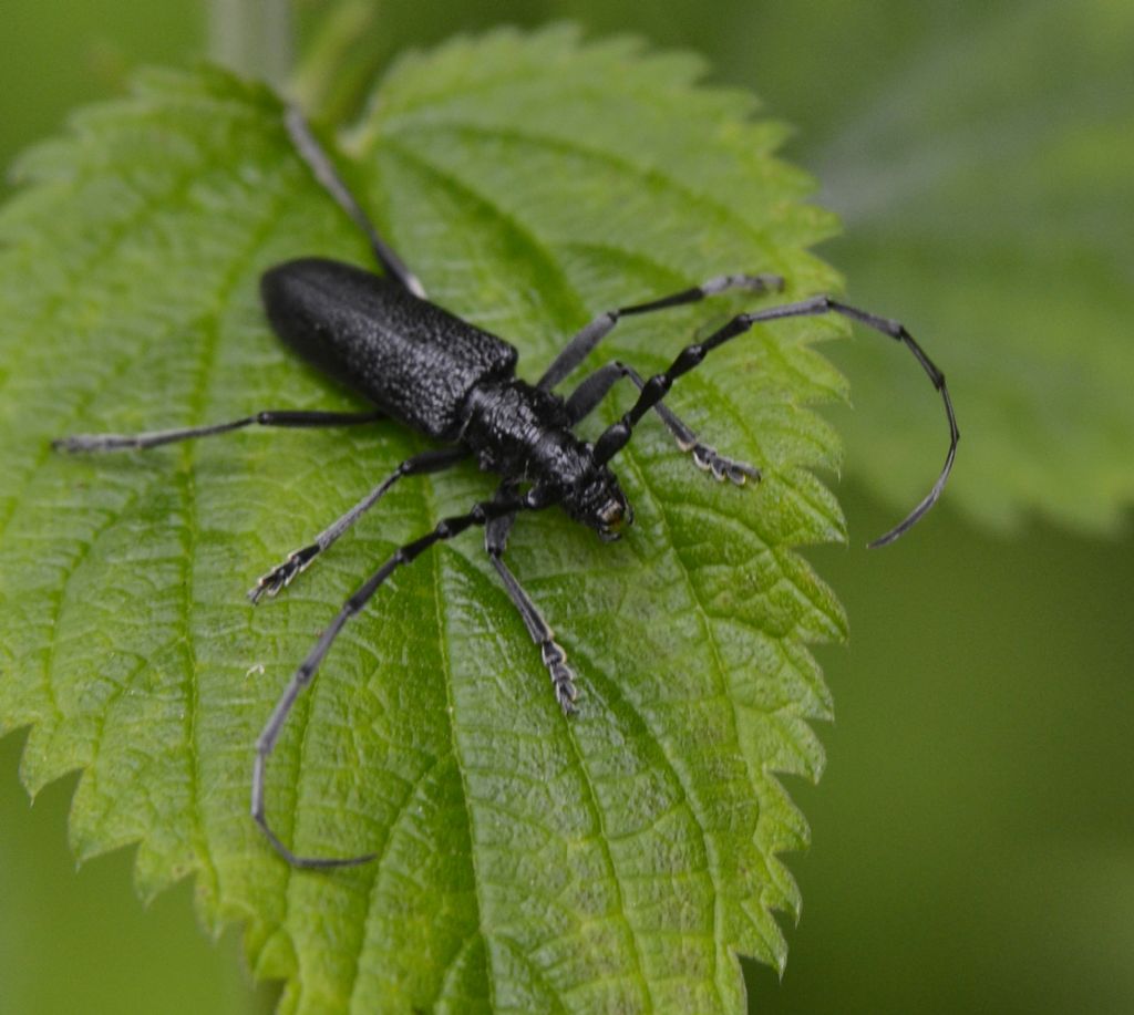 Cerambyx scopolii , Natura Mediterraneo | Forum Naturalistico