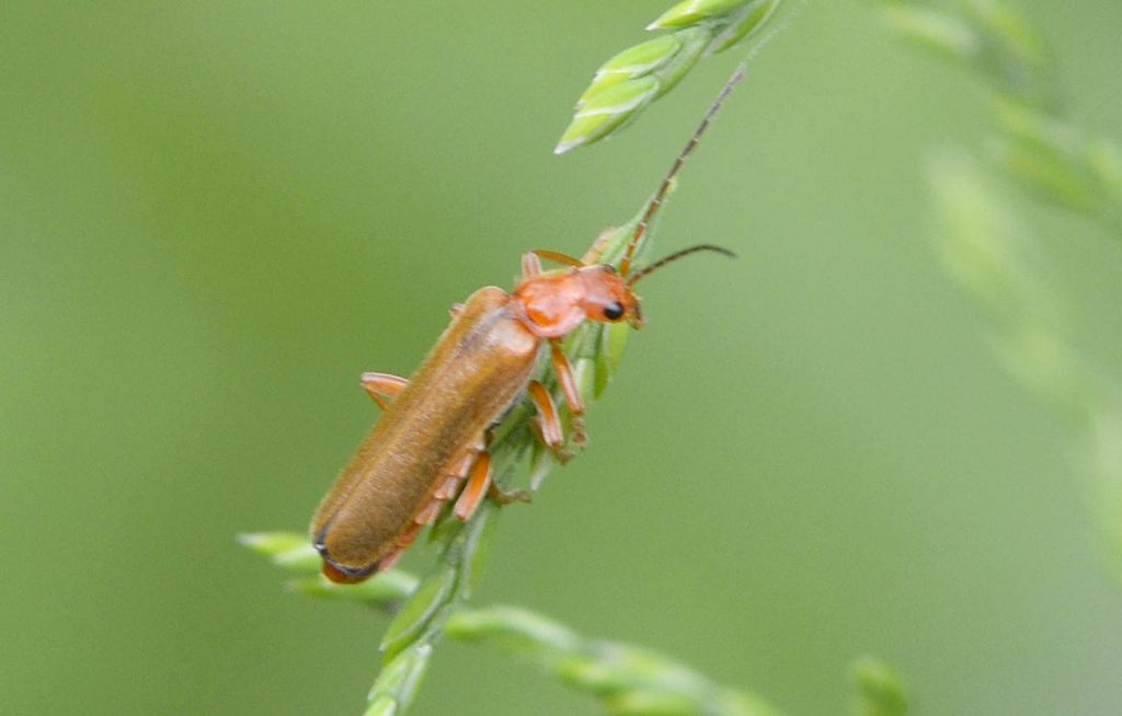 Cantharis sp. , Natura Mediterraneo | Forum Naturalistico