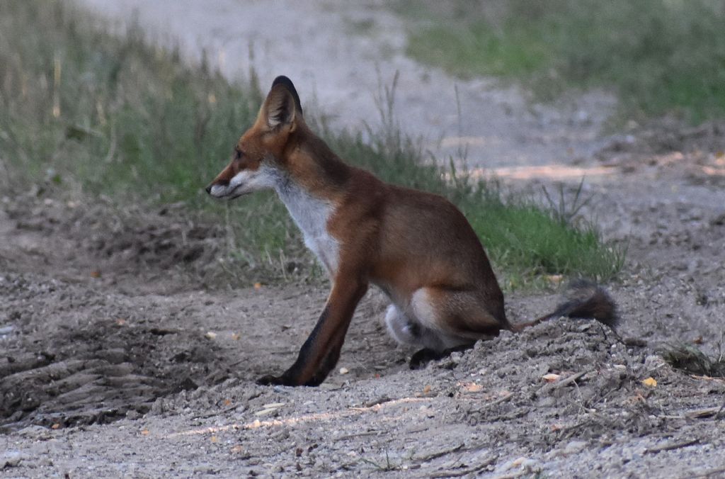 Volpe , Natura Mediterraneo | Forum Naturalistico