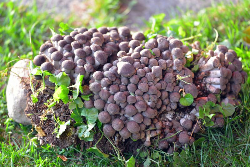 Cespo? Ceppo? di funghi mai visti. , Natura Mediterraneo | Forum ...