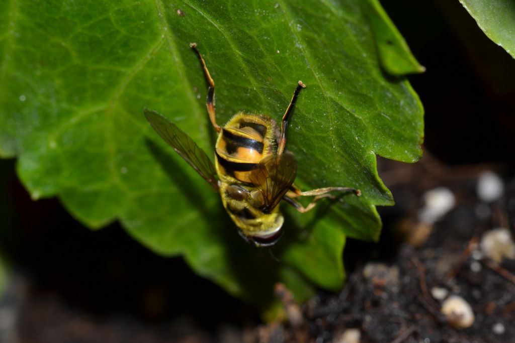 Sirfide da identificare (63) , Natura Mediterraneo | Forum Naturalistico