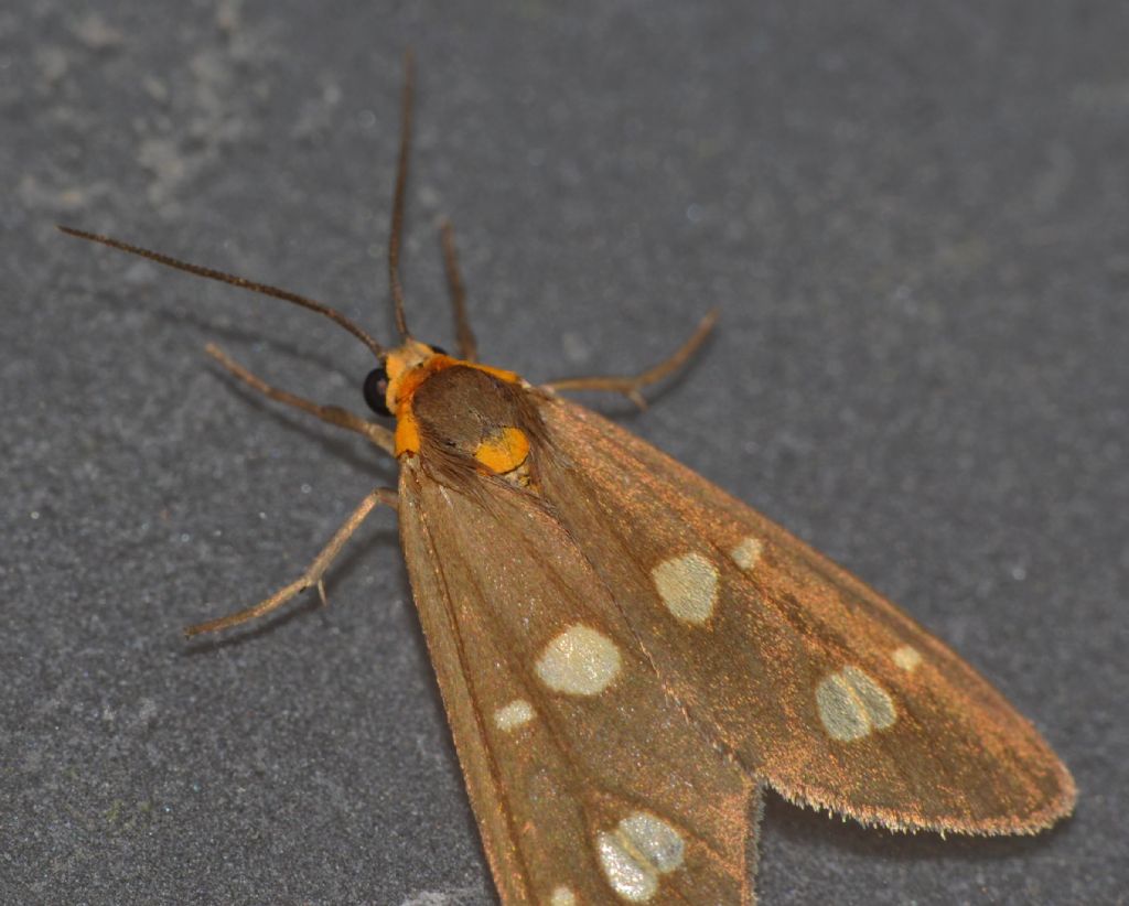 Falena 8 punti (89) , Natura Mediterraneo | Forum Naturalistico