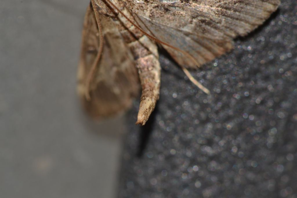 Piccola Falena da iden. (73) - Duponchelia fovealis , Natura ...