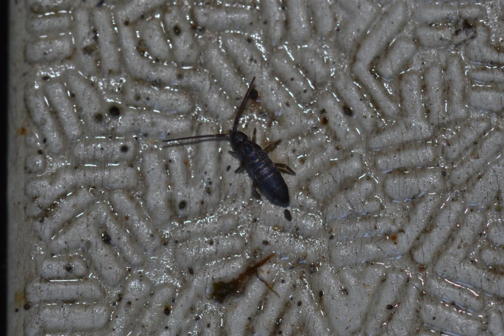 Collembolo? (154) , Natura Mediterraneo | Forum Naturalistico