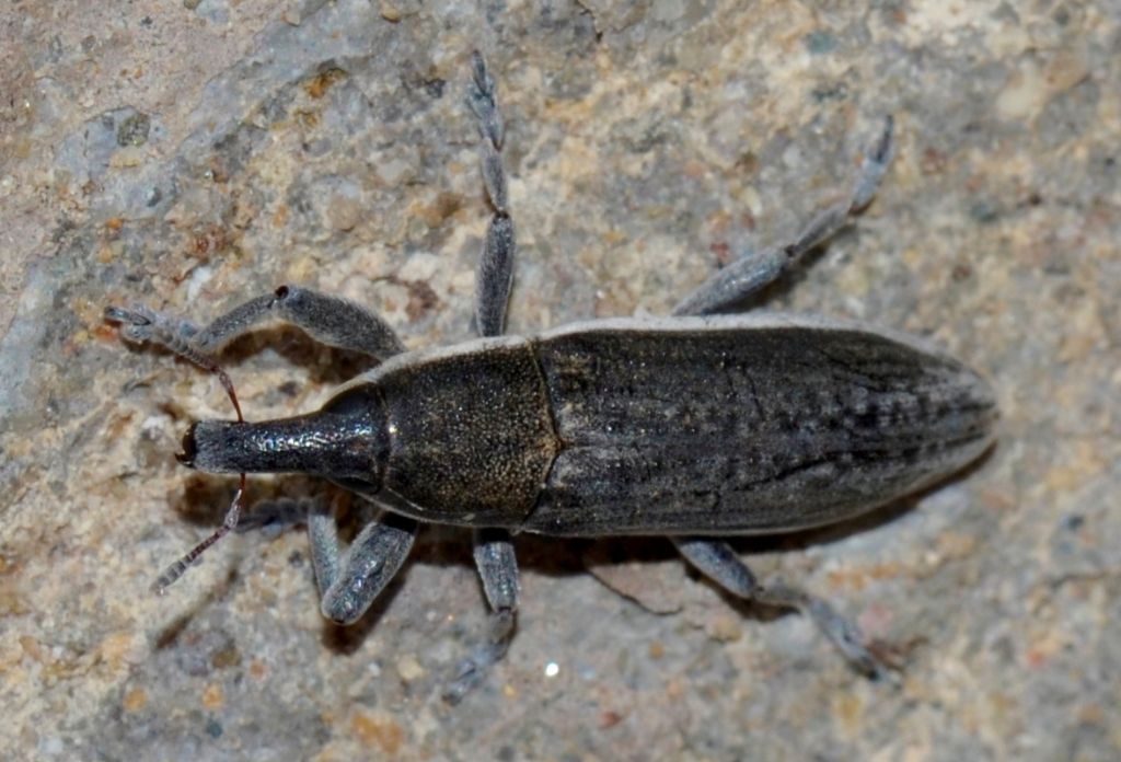 Curculionidae-Lixus (Compsolixus) juncii ? Sì ! , Natura Mediterraneo ...