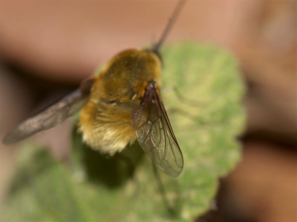 Bombyliidae: Bombylius cfr. minor , Natura Mediterraneo | Forum ...