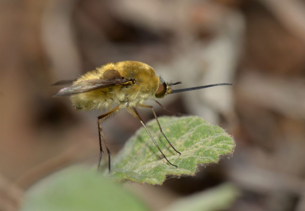 Bombyliidae: Bombylius cfr. minor , Natura Mediterraneo | Forum ...