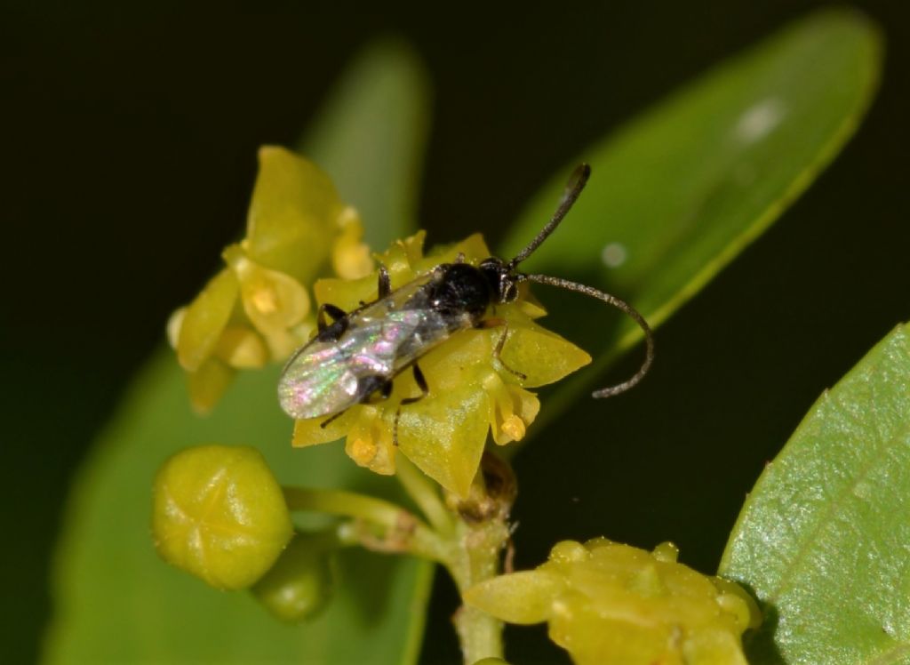 Apanteles sp.? , Natura Mediterraneo | Forum Naturalistico
